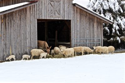 5 Critical Sheep Breeds for the Homestead - Countryside